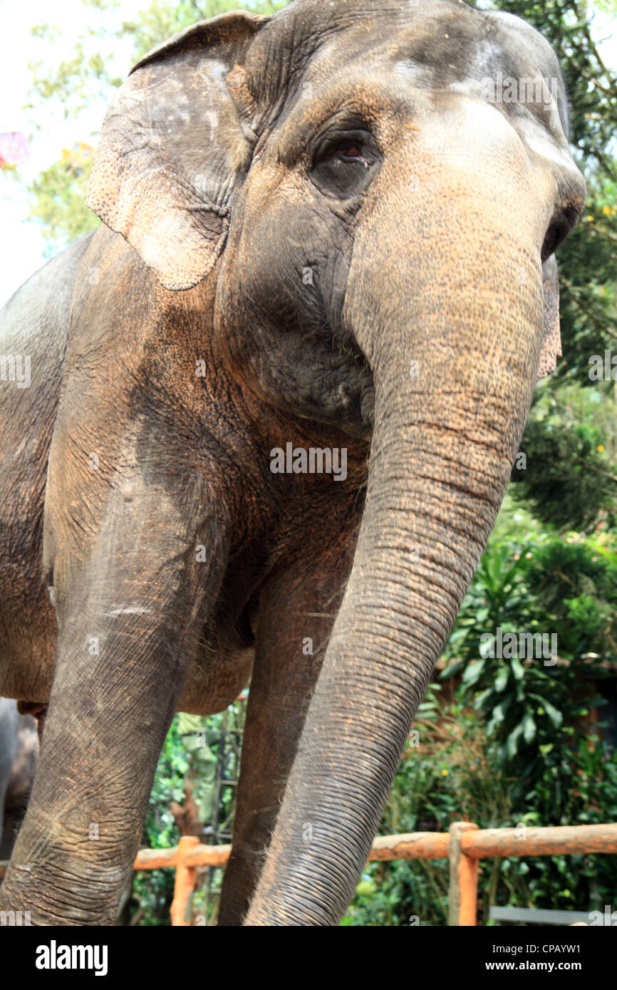 Elephant trunk up close hi-res stock photography and images - Alamy