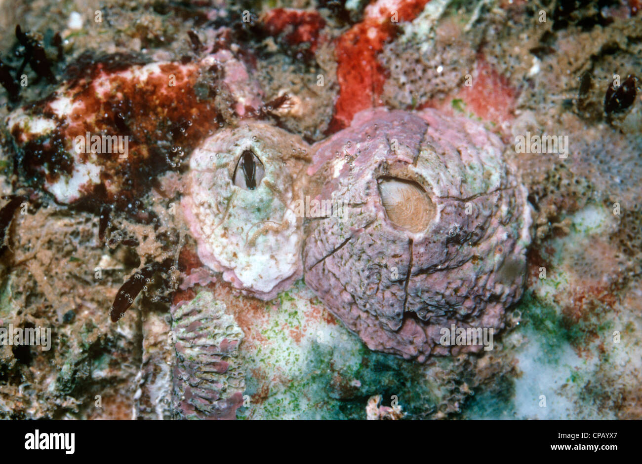 Barnacles (Balanus balanus: Balanidae) under water in a rockpool, the ...
