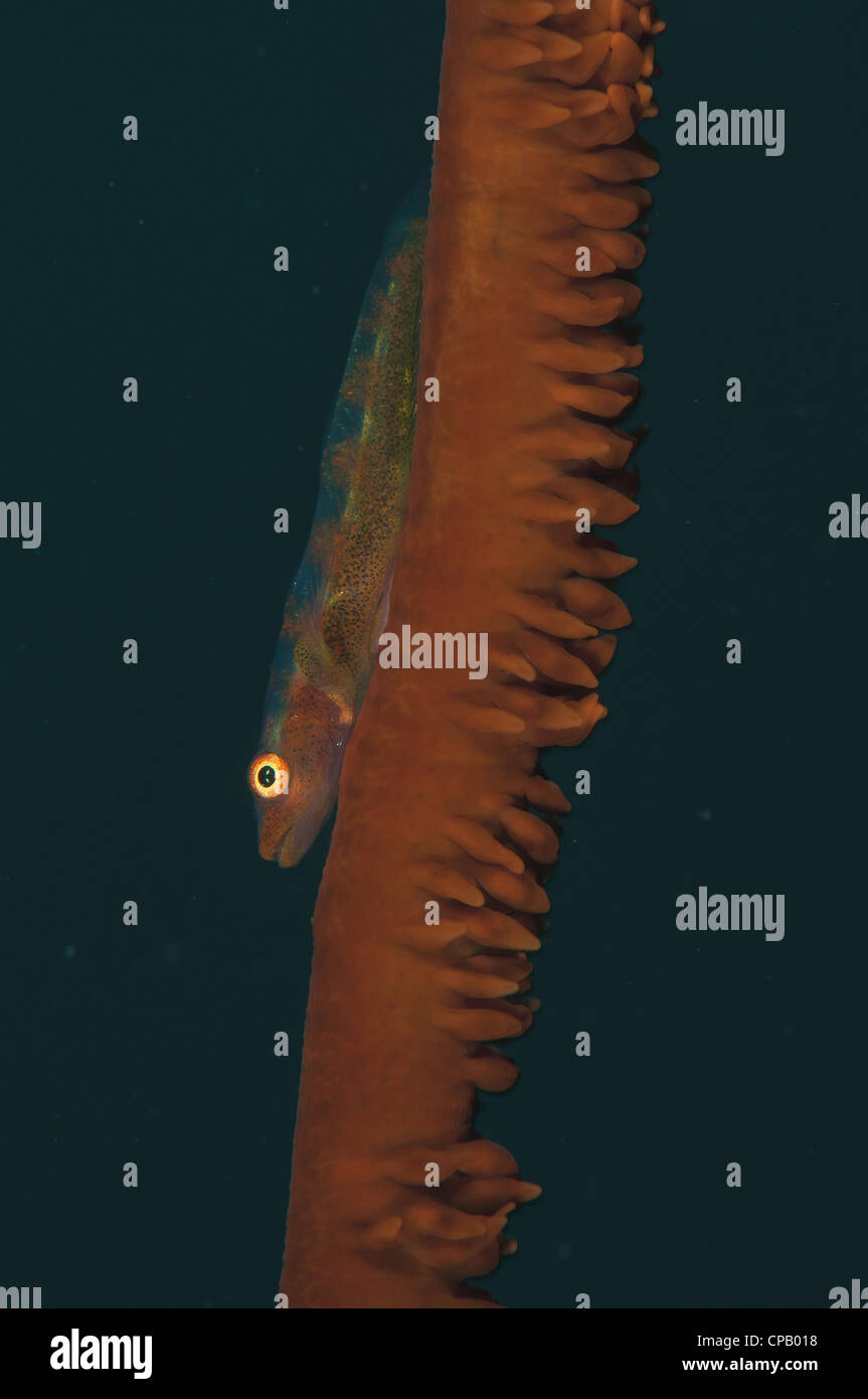 whip-coral goby (Bryaninops yongei) on the Angel's Window divesite in ...