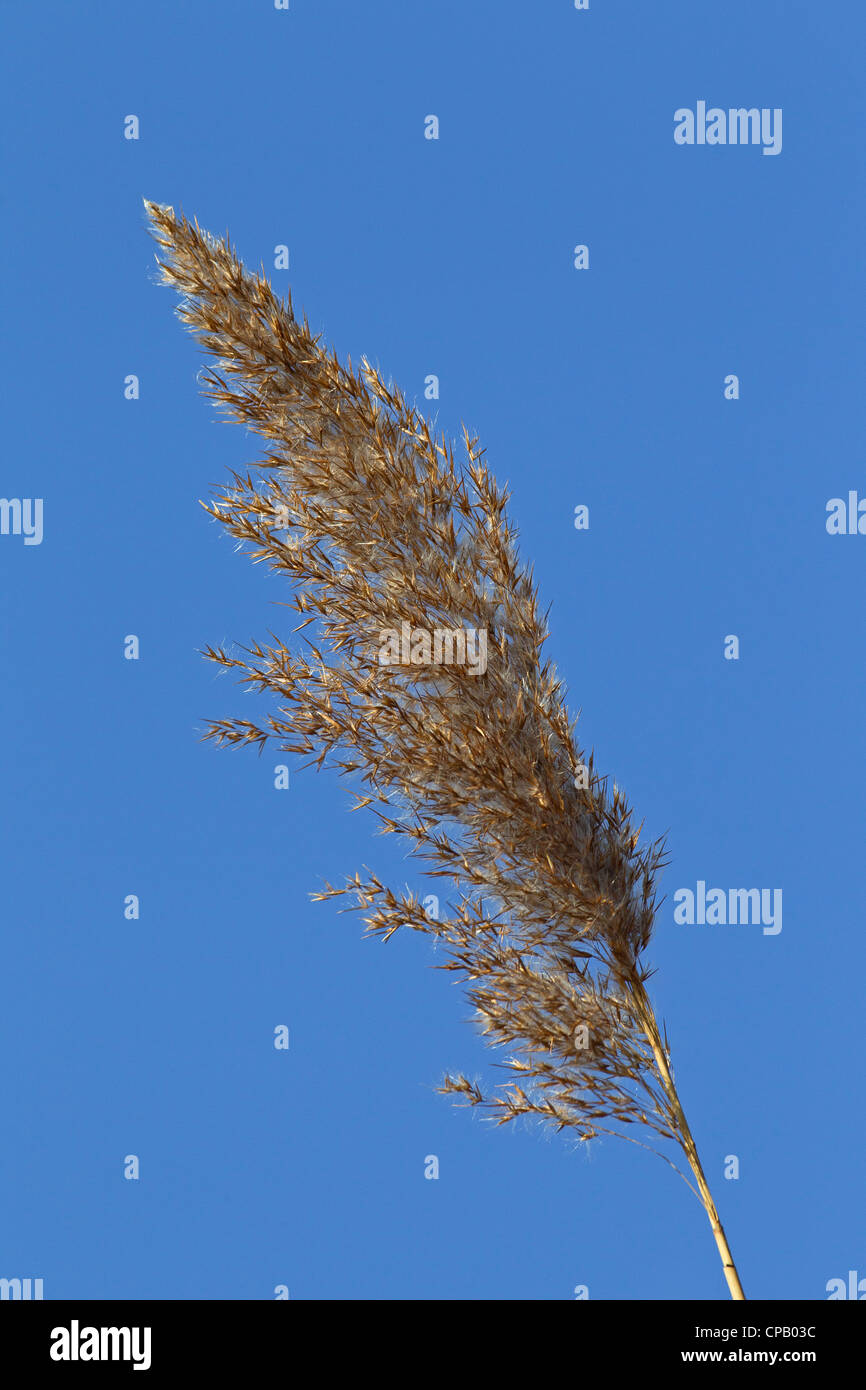 Common reed (Phragmites australis / Phragmites communis) seedhead in ...