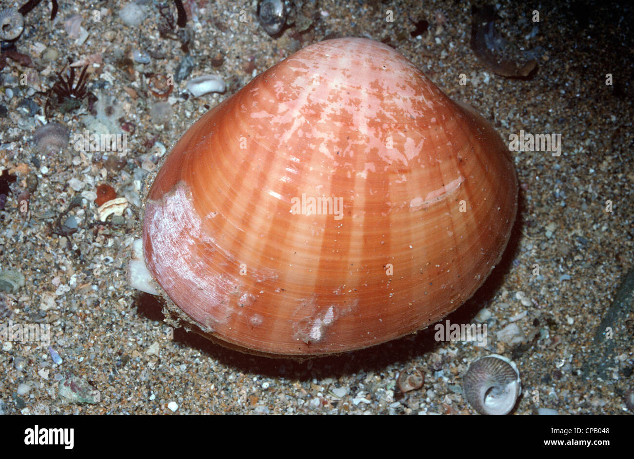 Smooth clam / Brown Venus shell (Callista chione: Veneridae) with its ...