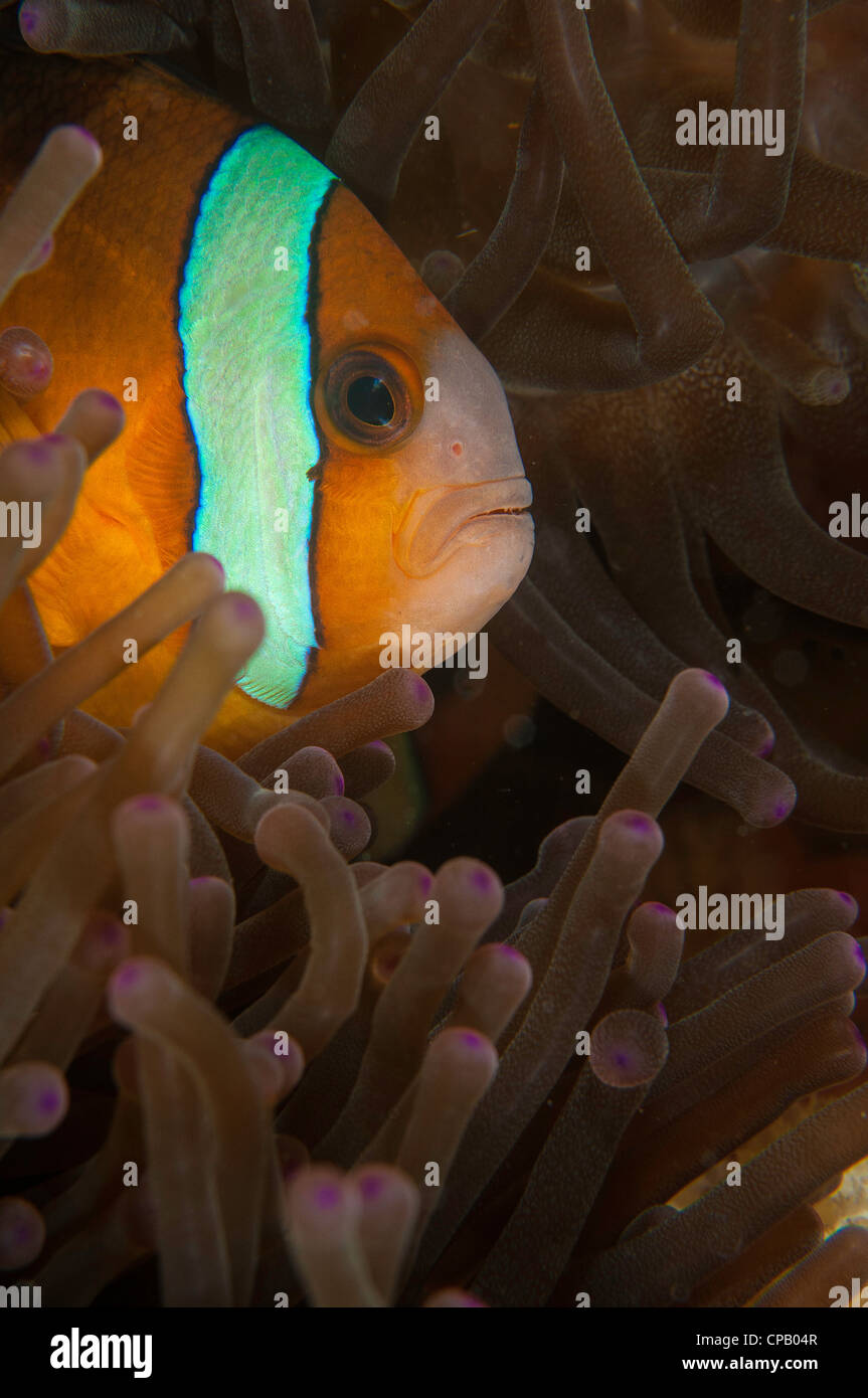 Clark's anemonefish (Amphiprion clarkii) on the Critter Hunt divesite ...