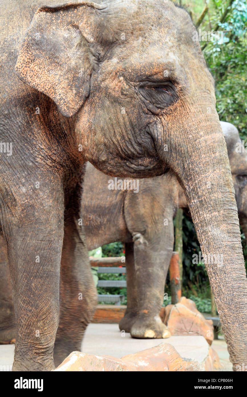 Close up elephants hi-res stock photography and images - Alamy