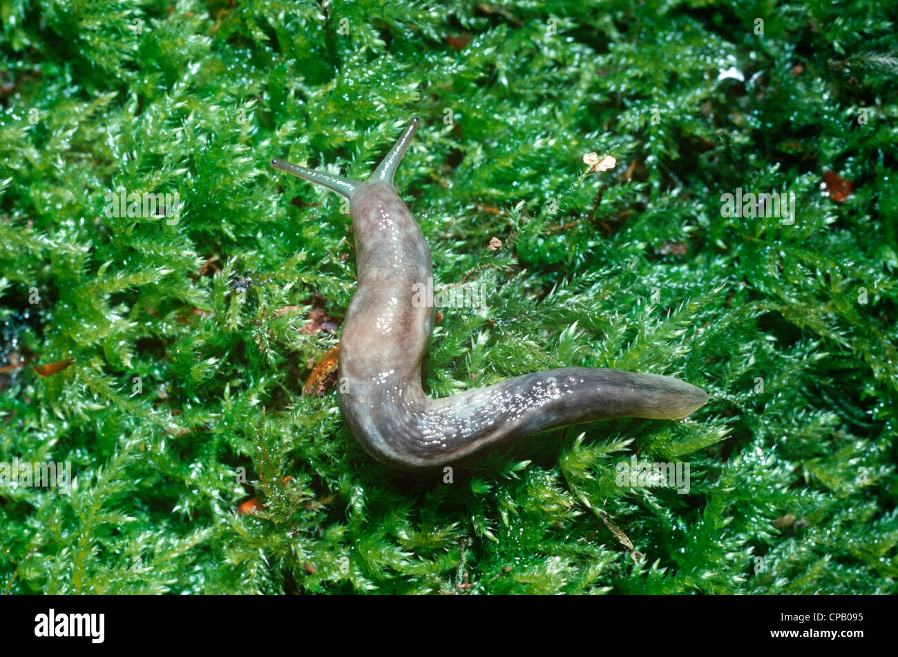 Tree slug limax marginatus hi-res stock photography and images - Alamy