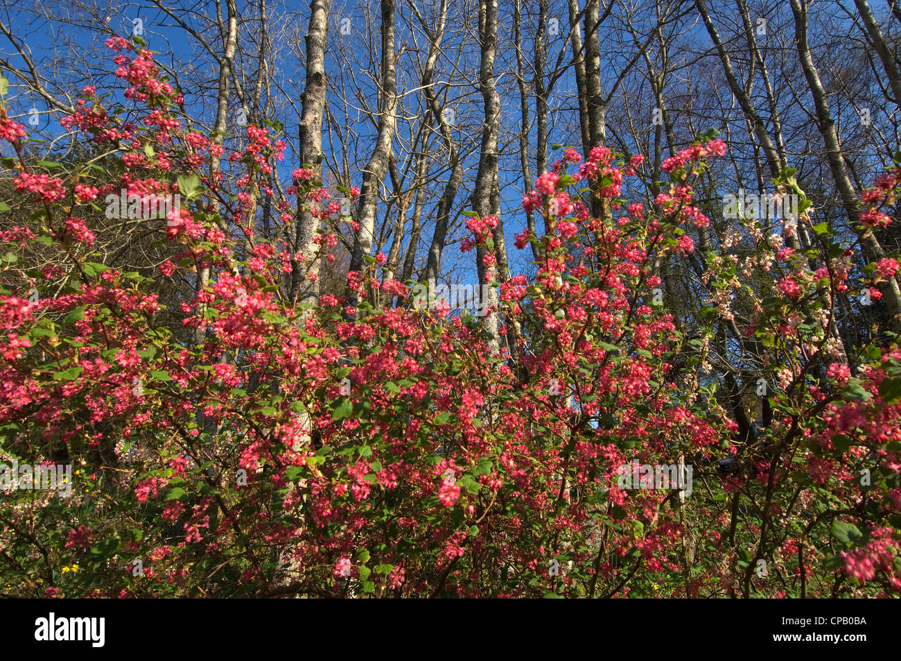 Deep pink flowering currant bushes with a background of trees and blue ...