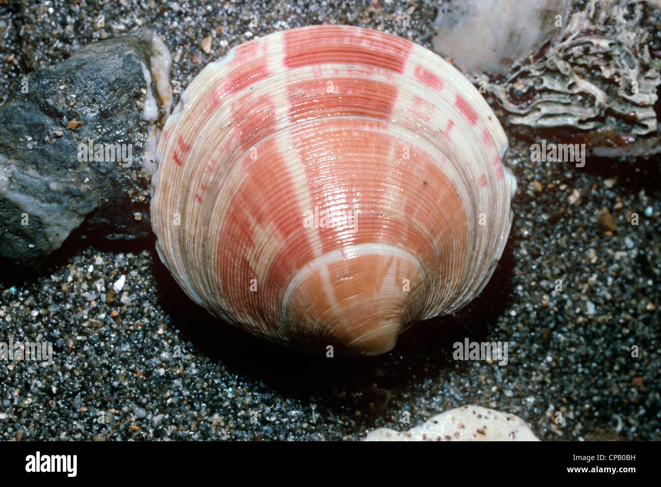 Striped venus shell hi-res stock photography and images - Alamy