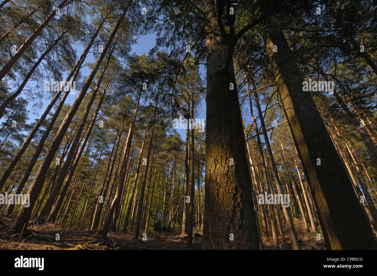 Scottish woodlands tall trees hi-res stock photography and images - Alamy