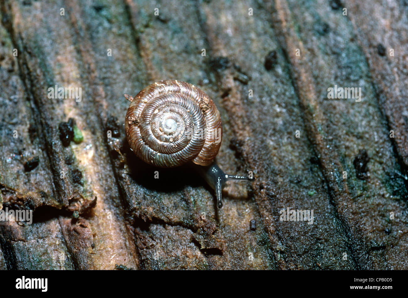 Rounded snail (Discus rotundatus: Discidae) UK Stock Photo - Alamy