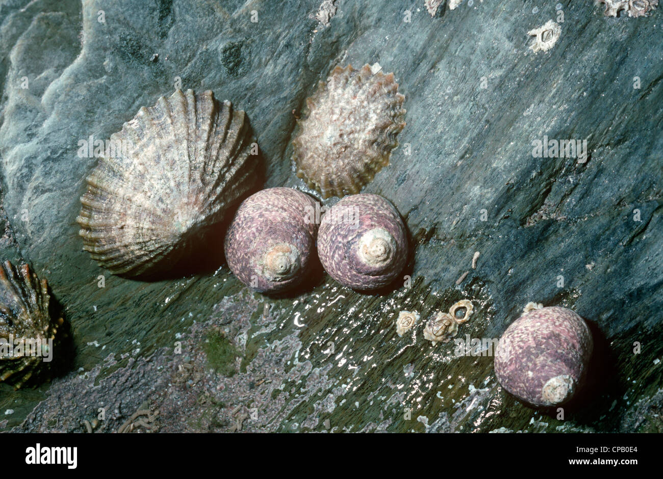 Thick or toothed topshell (Monodonta lineata/ Osilinus lineatus) and ...