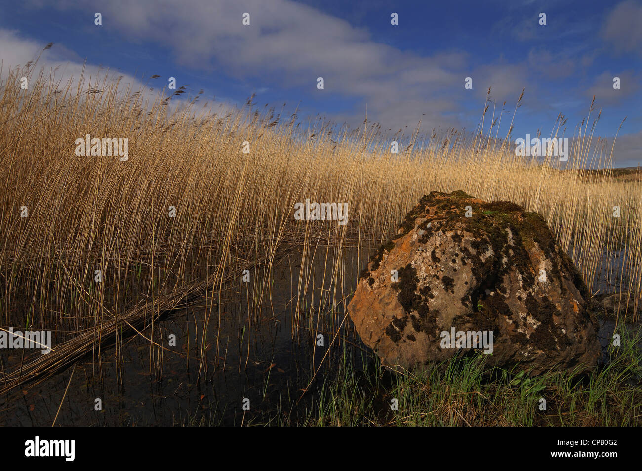 David reed hi-res stock photography and images - Alamy