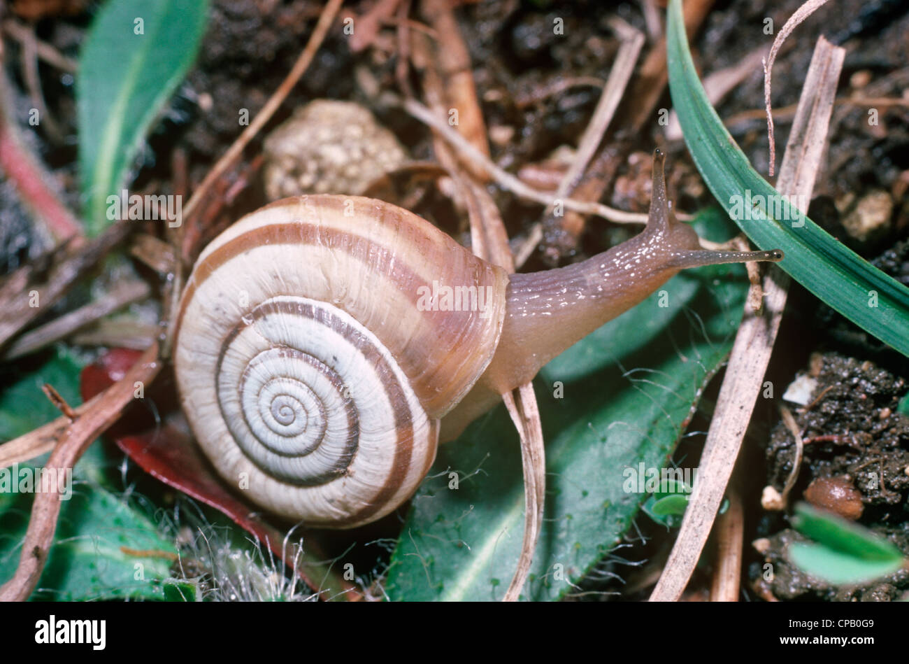 Heath snail hi-res stock photography and images - Alamy