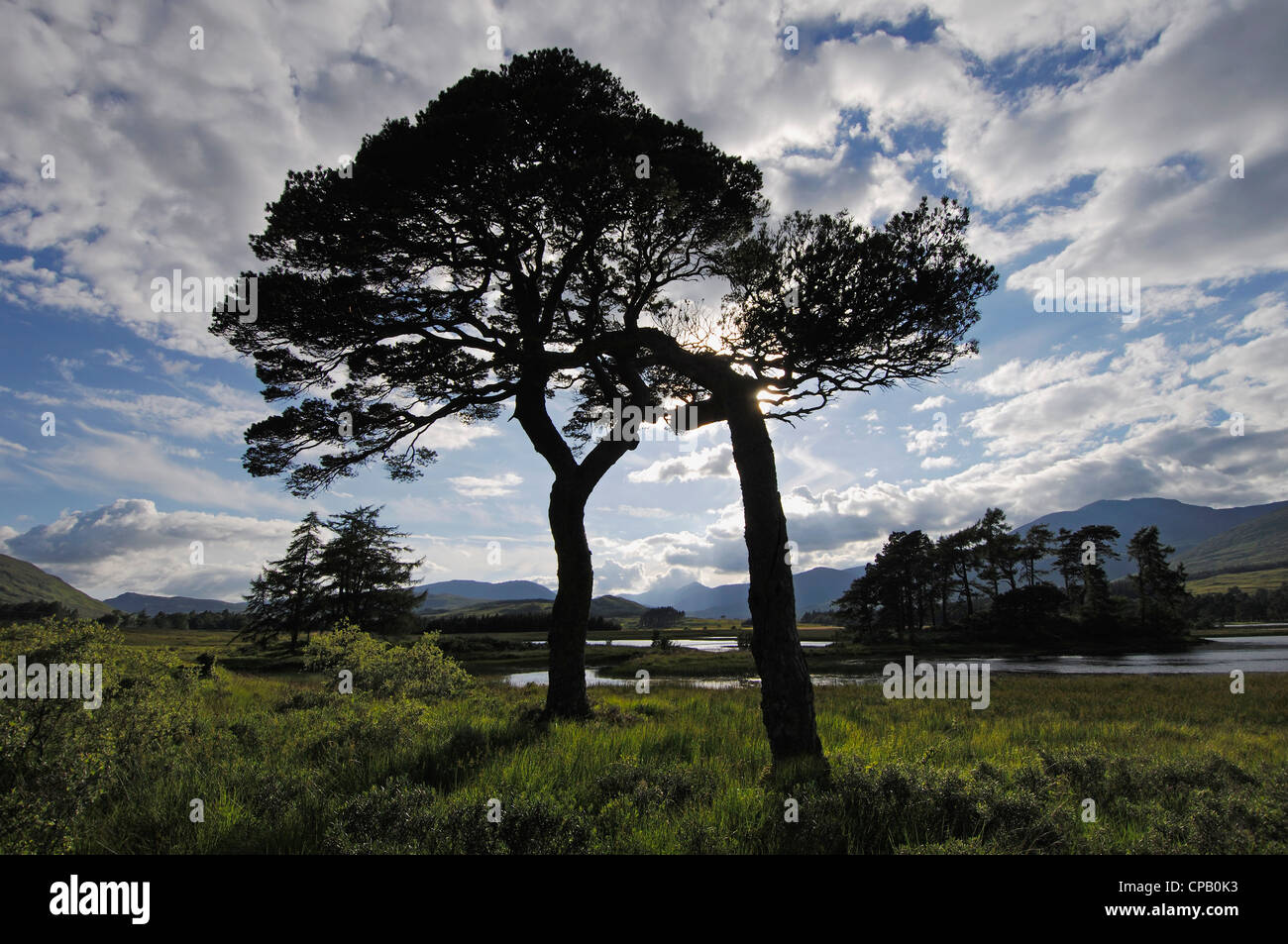 Silhouette scots pine trees sunset hi-res stock photography and images ...