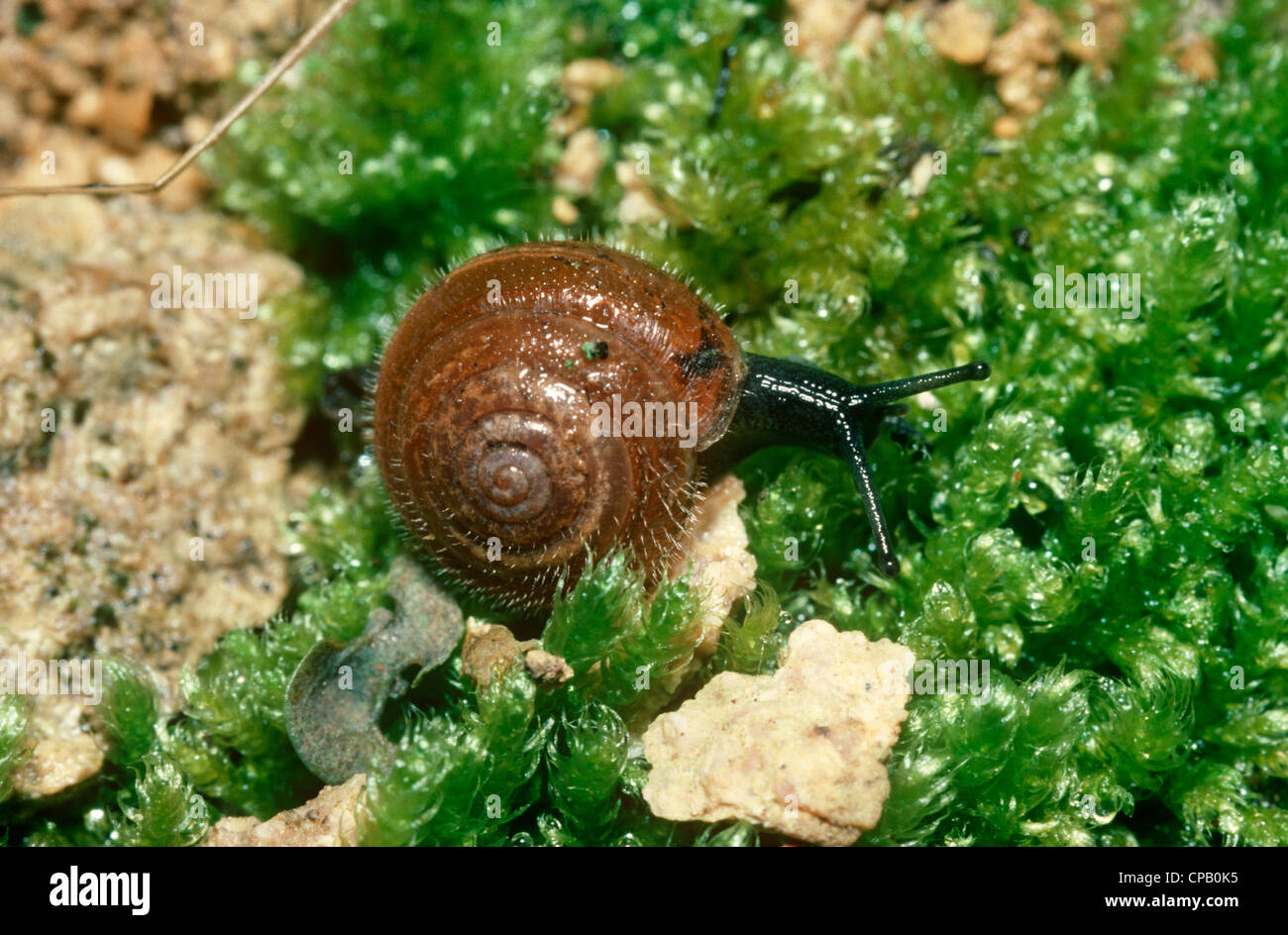 Hairy snail trichia hygromia hispida hi-res stock photography and ...