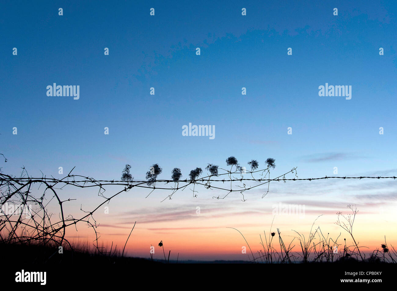 Field Boundary with Old Man's Beard on Barbed Wire at Twilight Stock ...