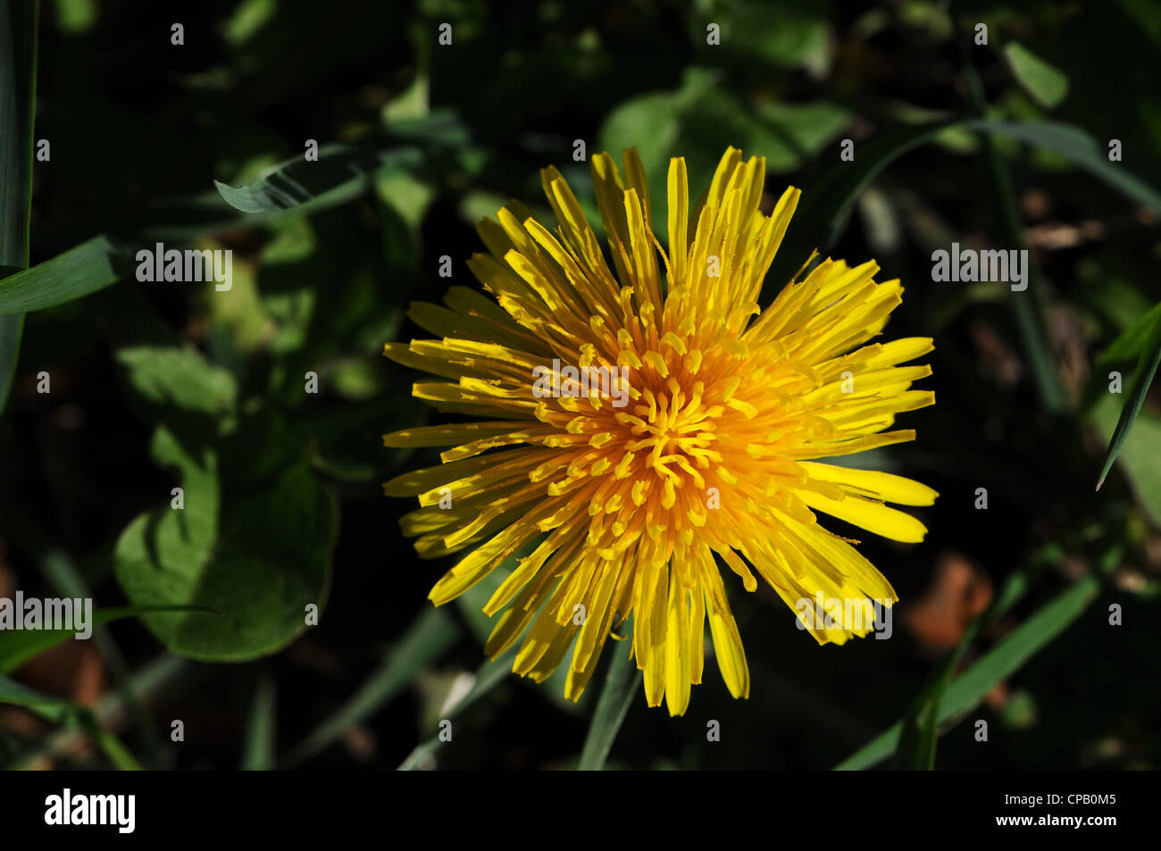 Dandelion in the Spring Sunshine Stock Photo - Alamy