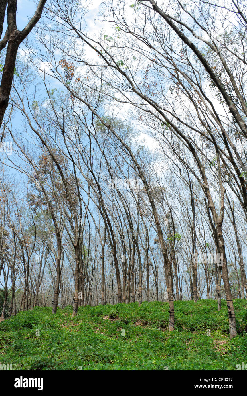 Rubber trees india hi-res stock photography and images - Alamy