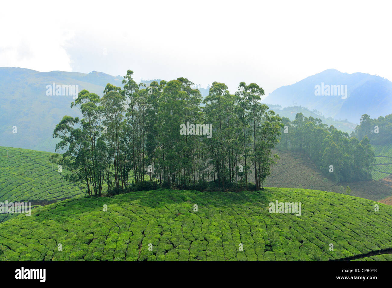 Munnar tea plantation Stock Photo - Alamy