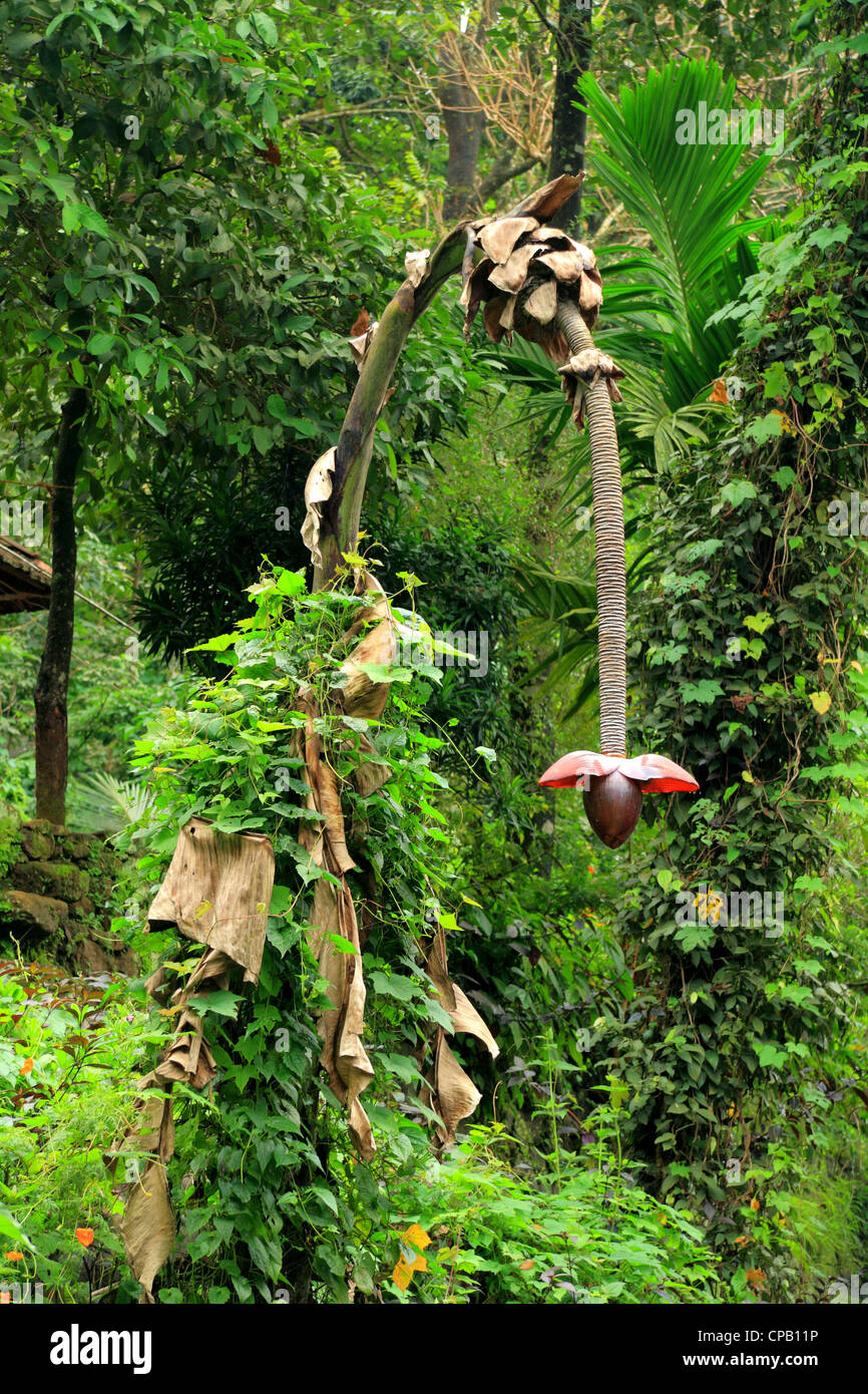 Musaceae hi-res stock photography and images - Alamy