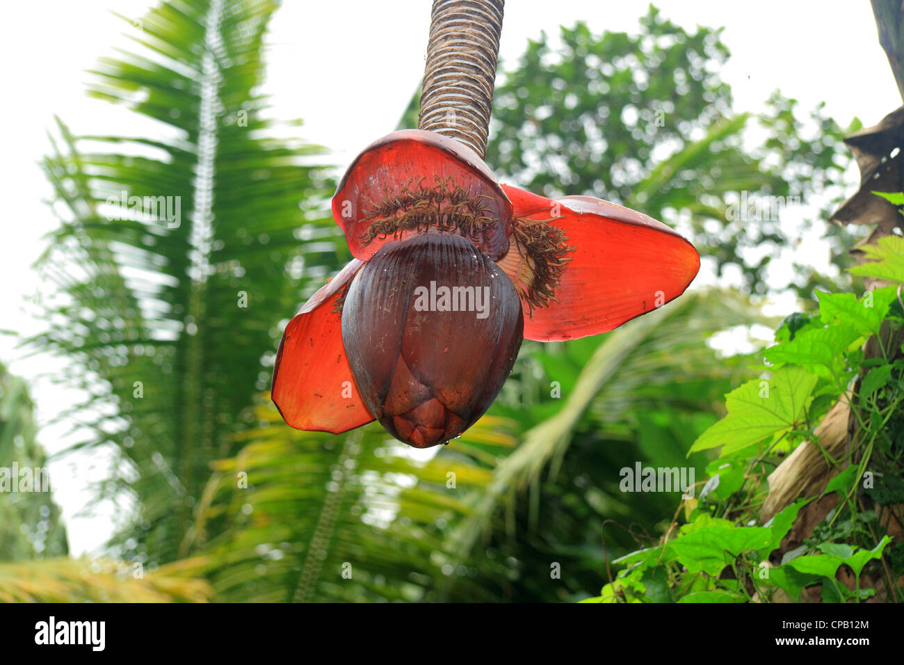 Ensete superb hi-res stock photography and images - Alamy