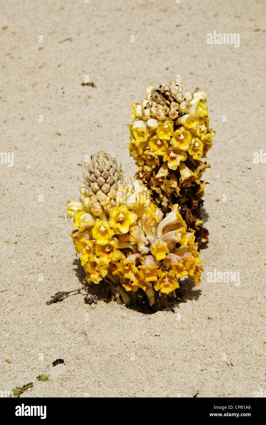 The rare desert hyacinth (Cistanche tubulosa) grows in the desert of ...