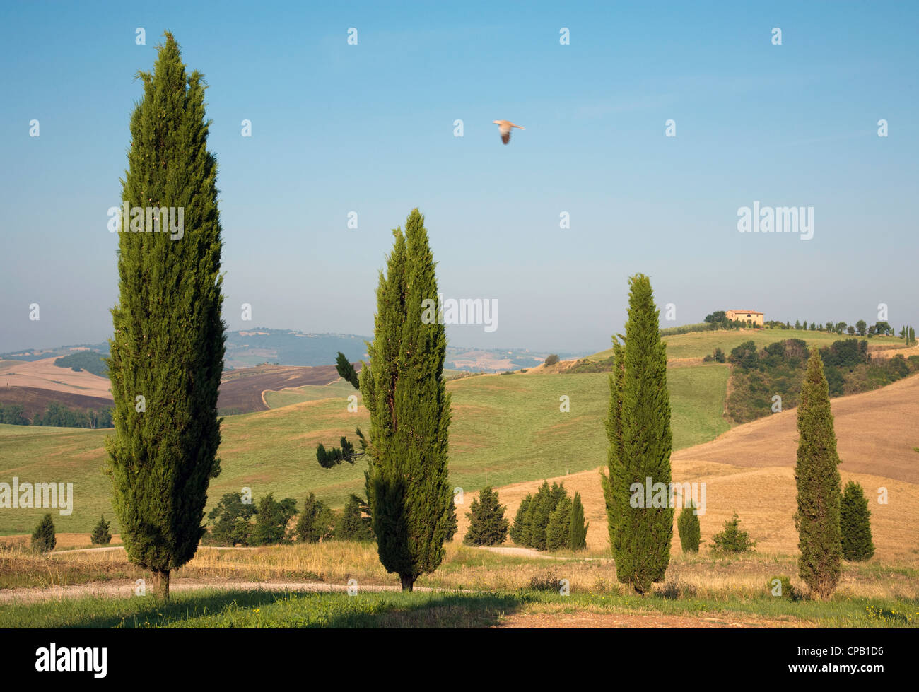 Manicured trees in rural landscape Stock Photo - Alamy