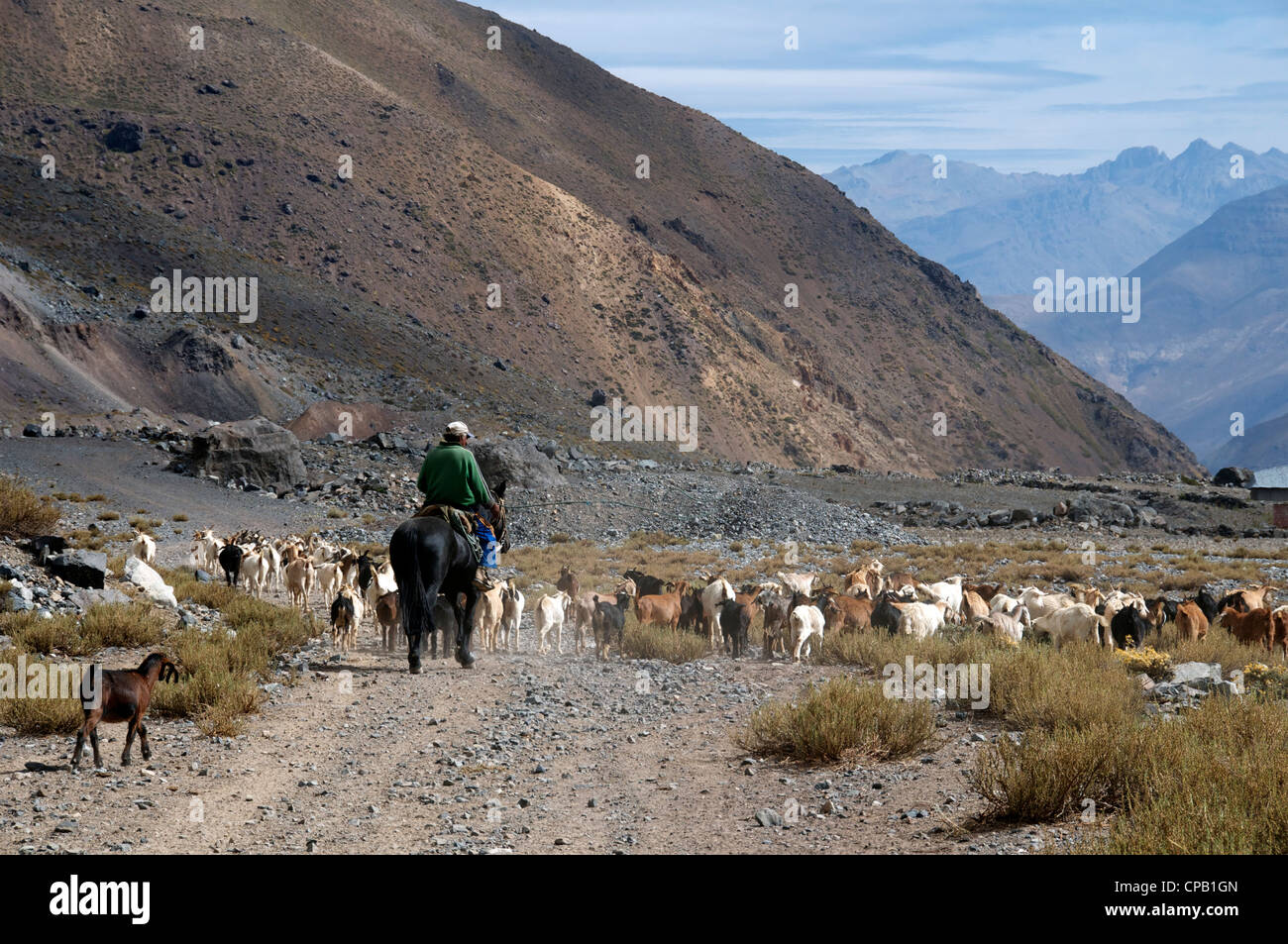 Horse goats hi-res stock photography and images - Alamy