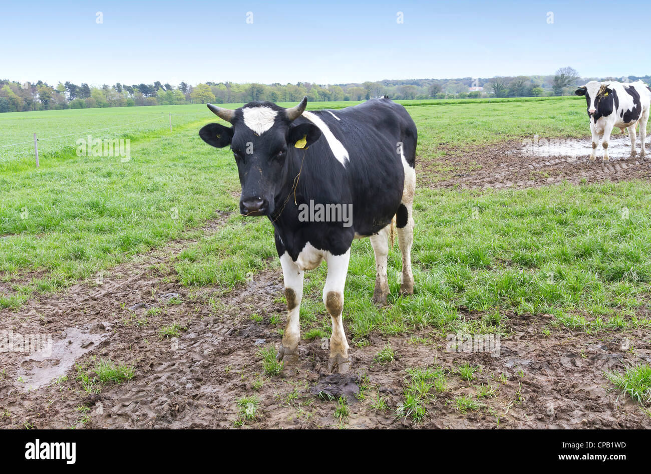 Inquisitive friendly old cows stop eating and approach the electric ...