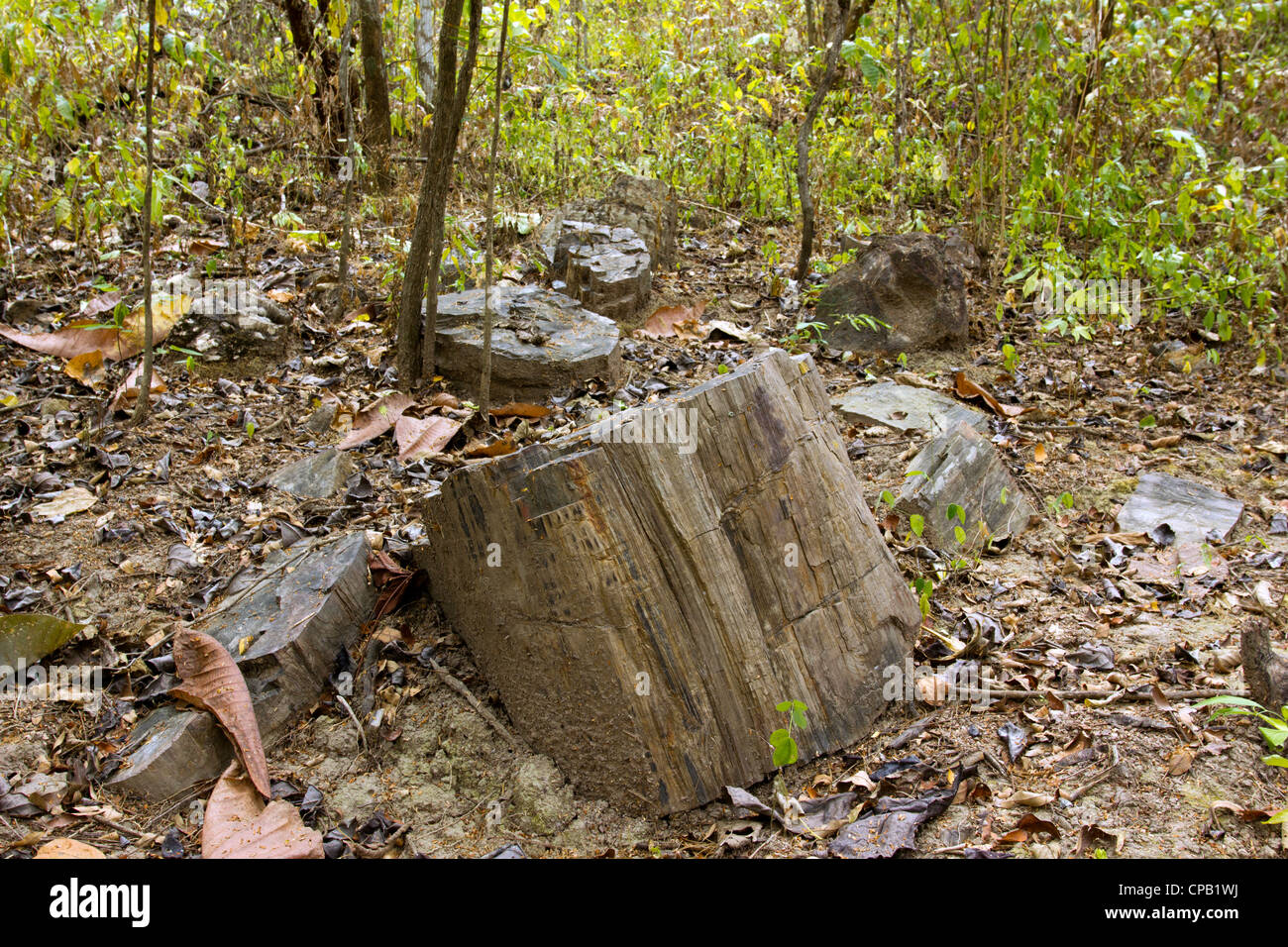 Pertrified tree trunks (Genus Araucarioxylon, upper Cretaceous) at ...