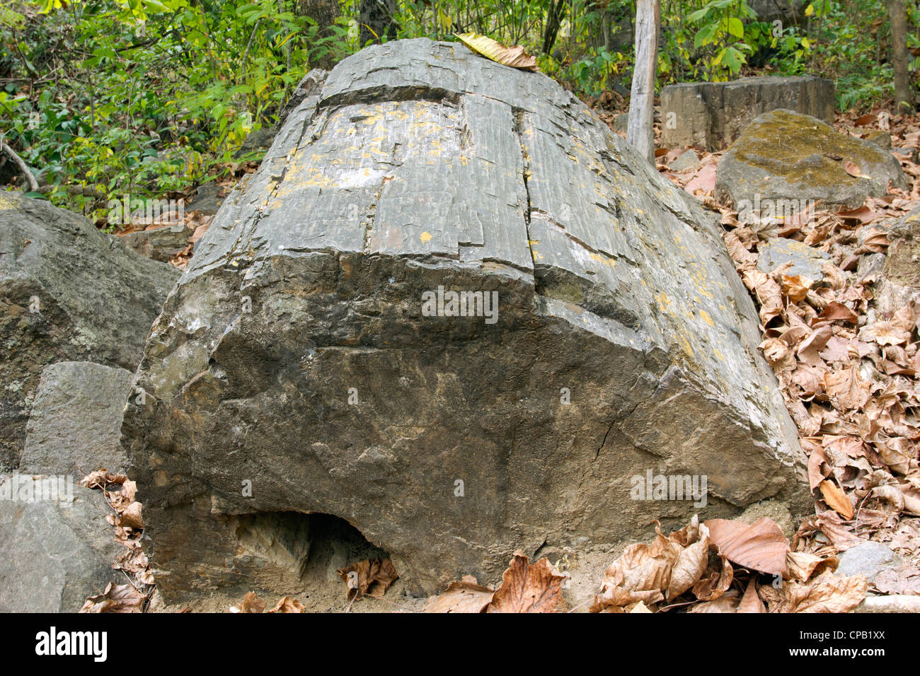 Pertrified tree trunks (Genus Araucarioxylon, upper Cretaceous) at ...
