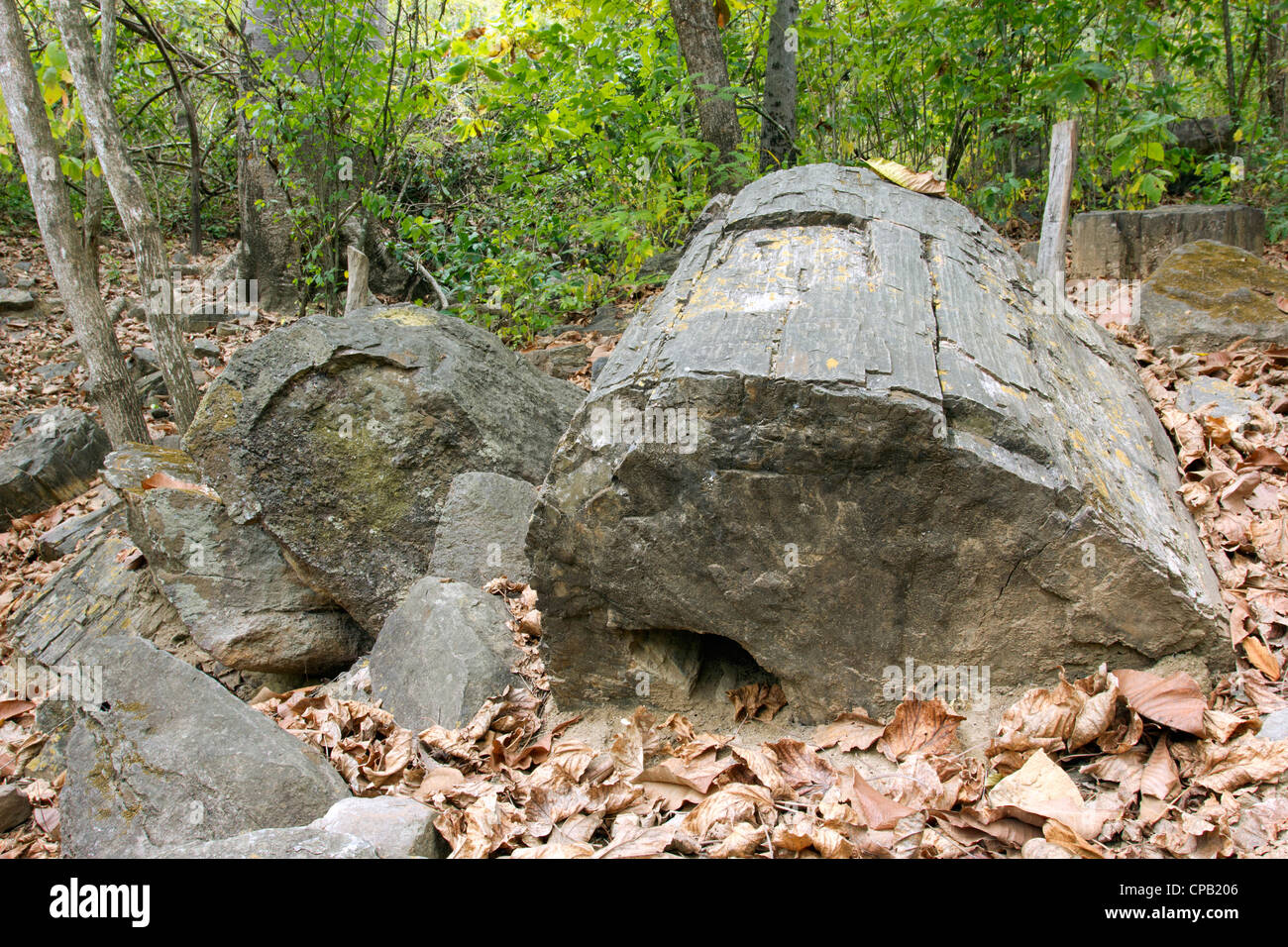 Pertrified tree trunks (Genus Araucarioxylon, upper Cretaceous) at ...