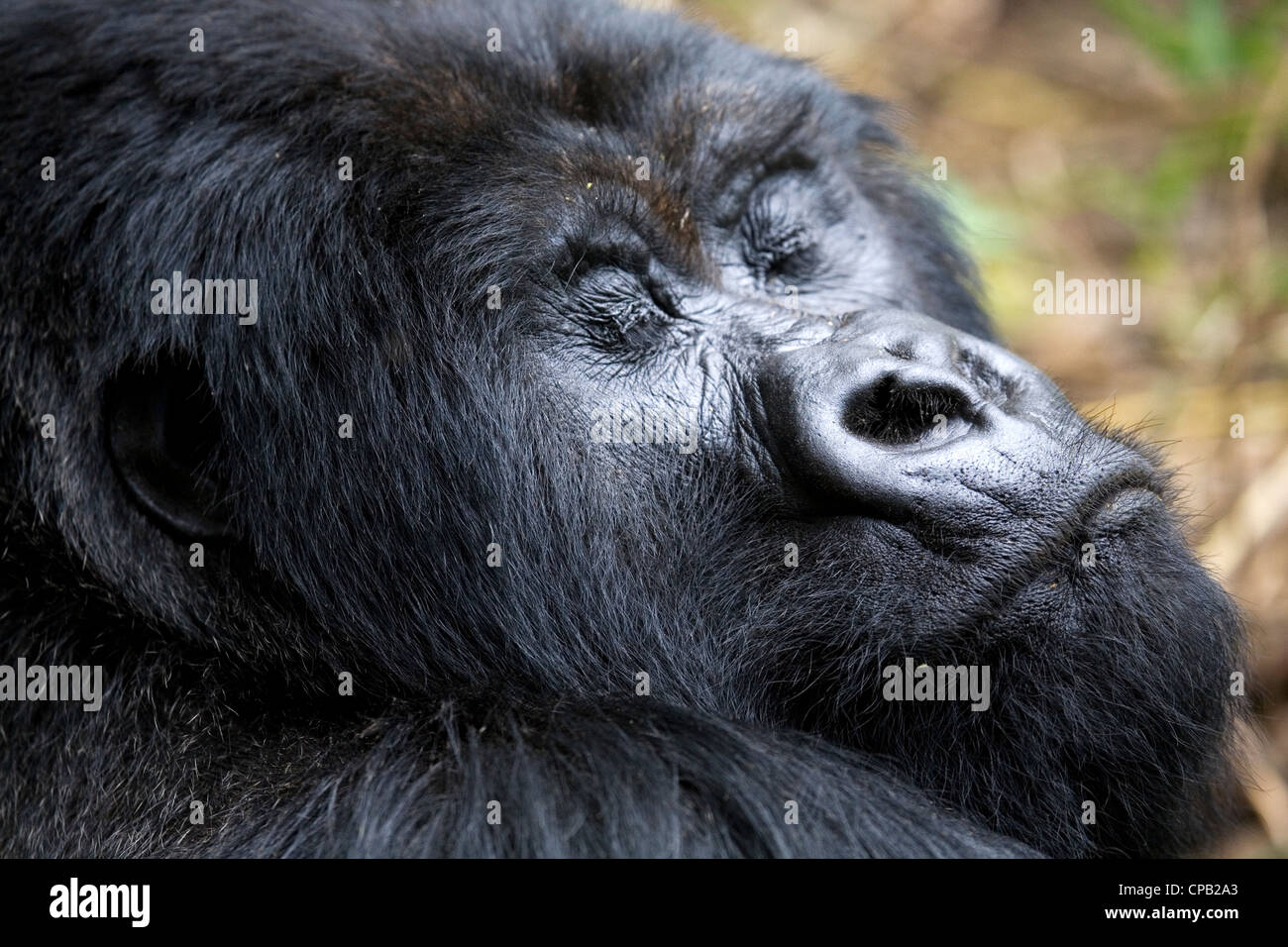 Silverback Gorilla Eyes
