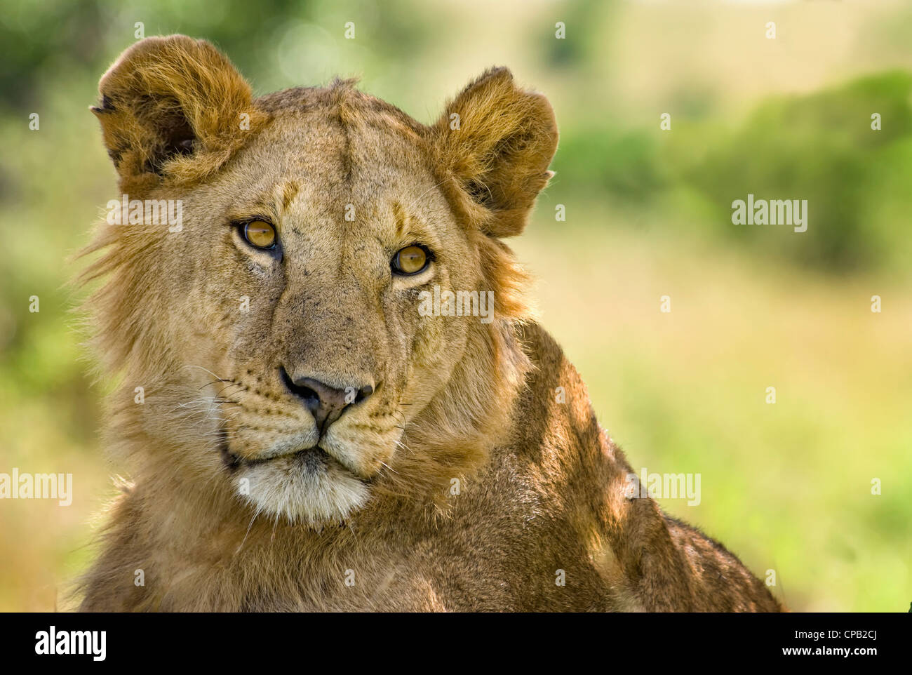Portrait looking at camera africa hi-res stock photography and images ...