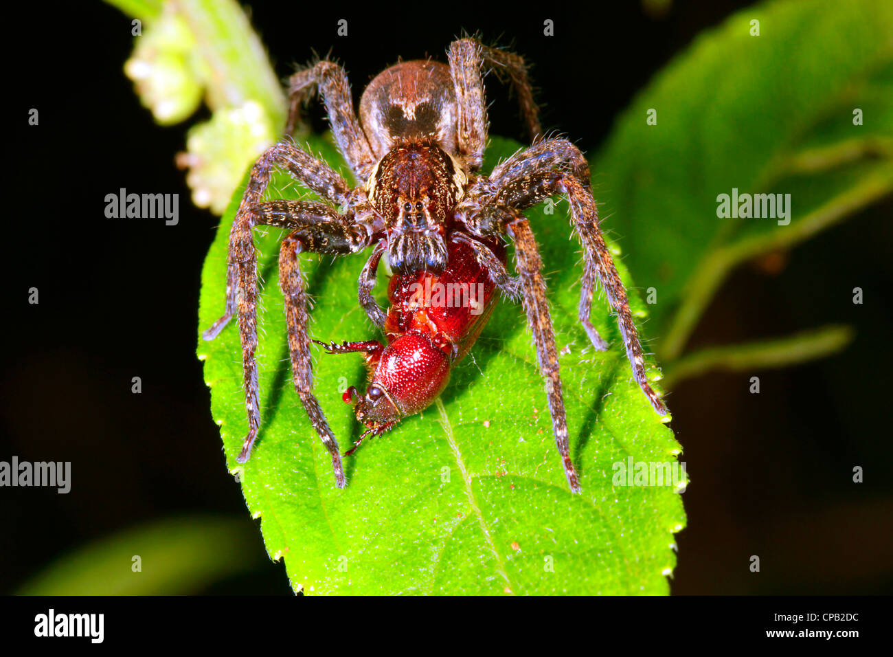 Wandering spider (family Ctenidae) eating a beetle in the rainforest ...