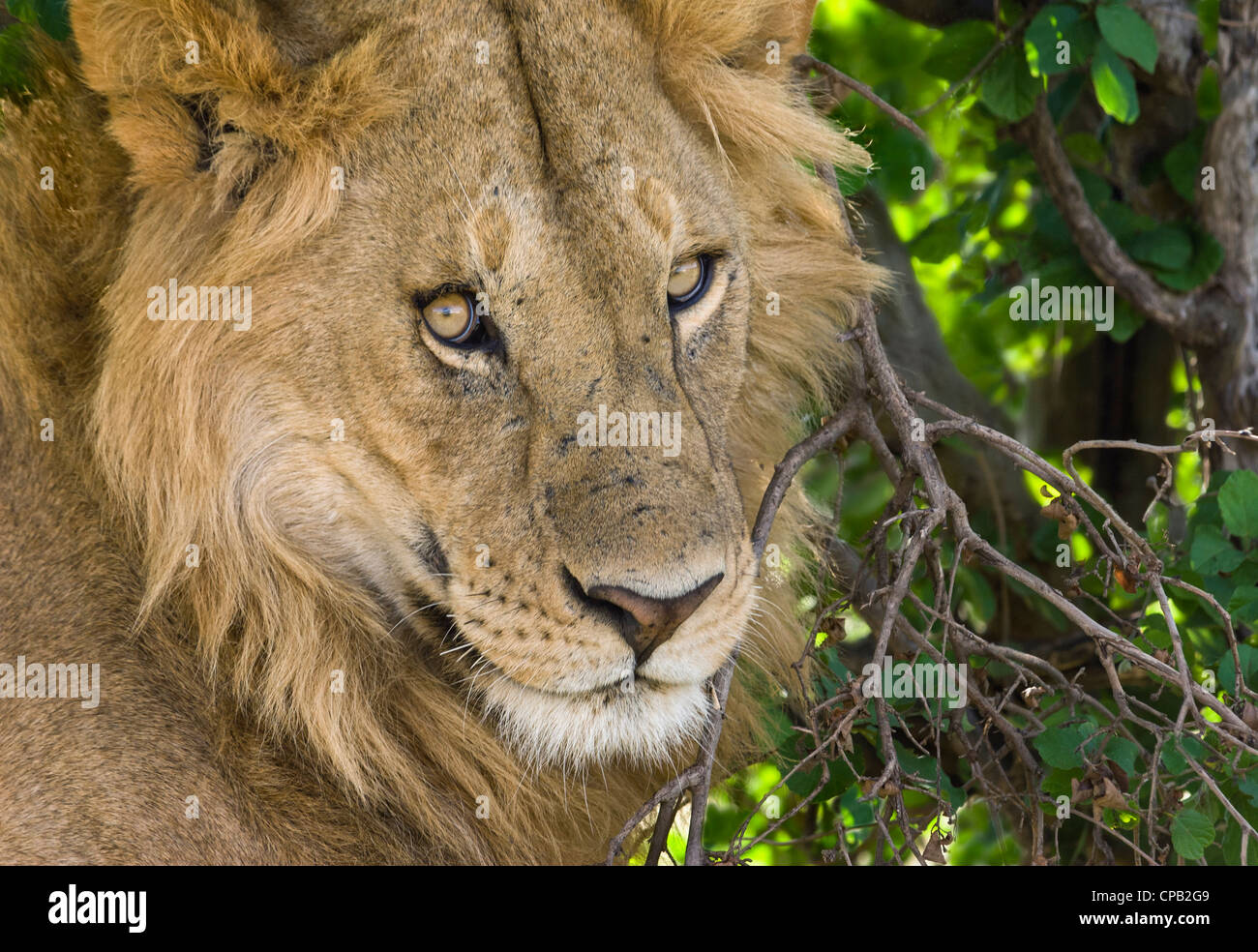 Smiling lion hi-res stock photography and images - Alamy