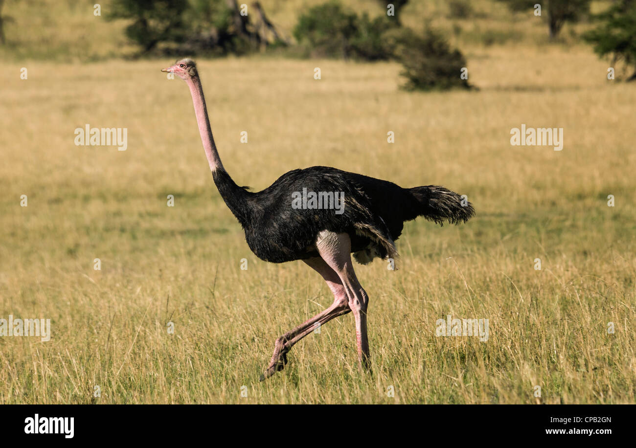 Ostrich in mating mode running through grass Stock Photo - Alamy