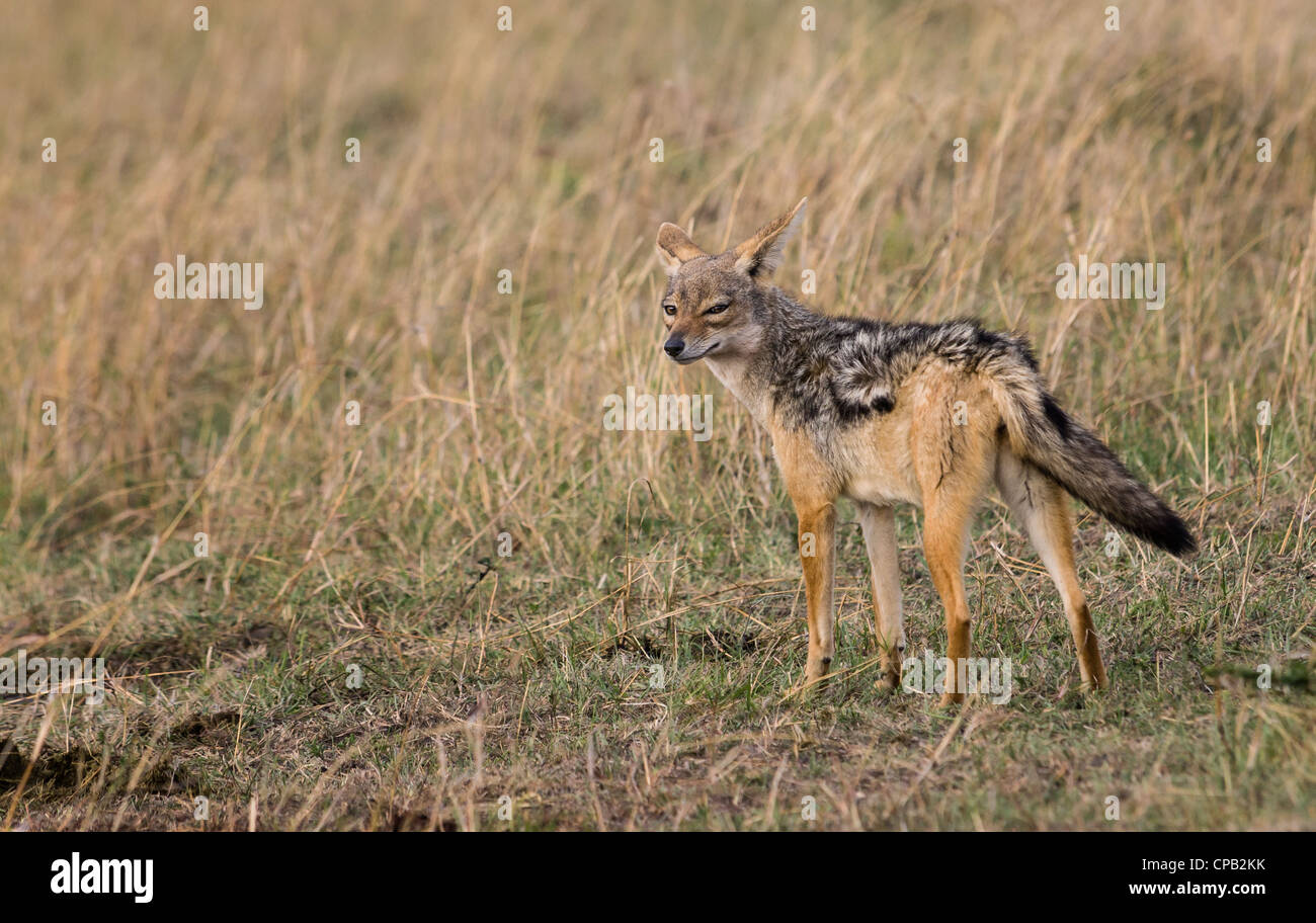 Jackal face hi-res stock photography and images - Alamy