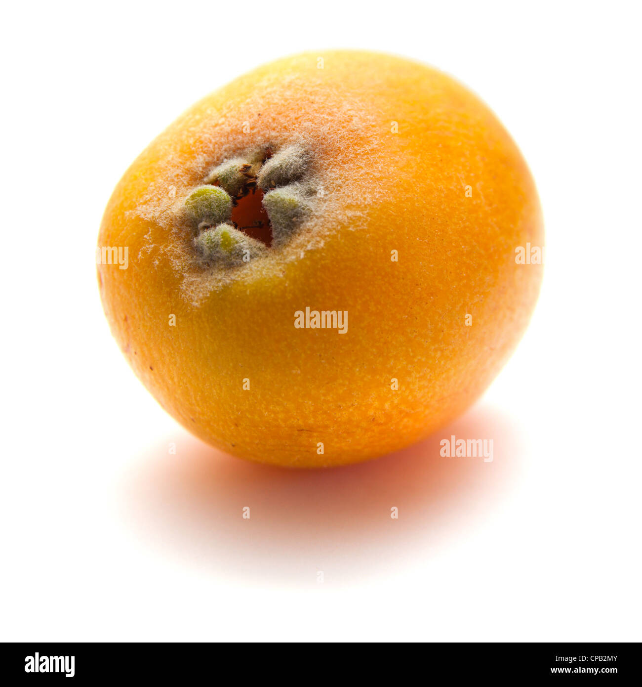 Chinese Medlar
