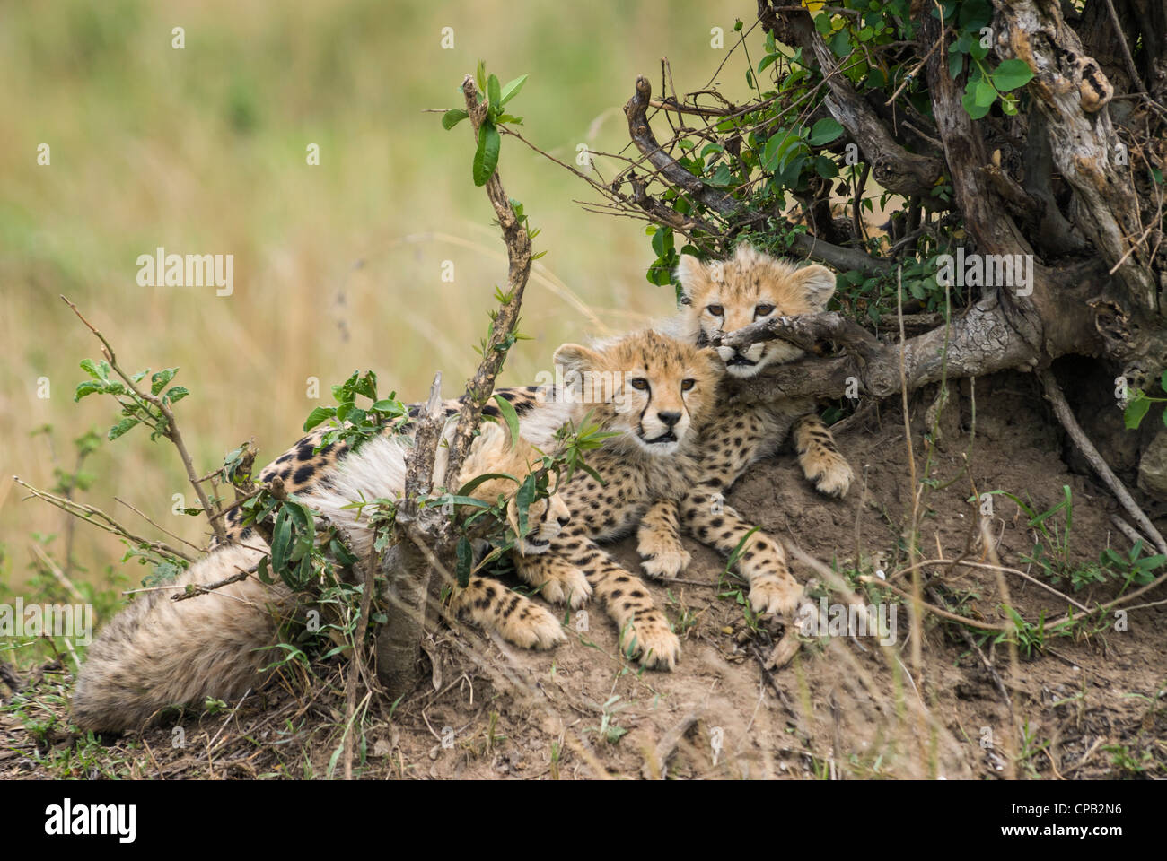 Three cheetah cubs laying on a tree root watching the world go by Stock ...