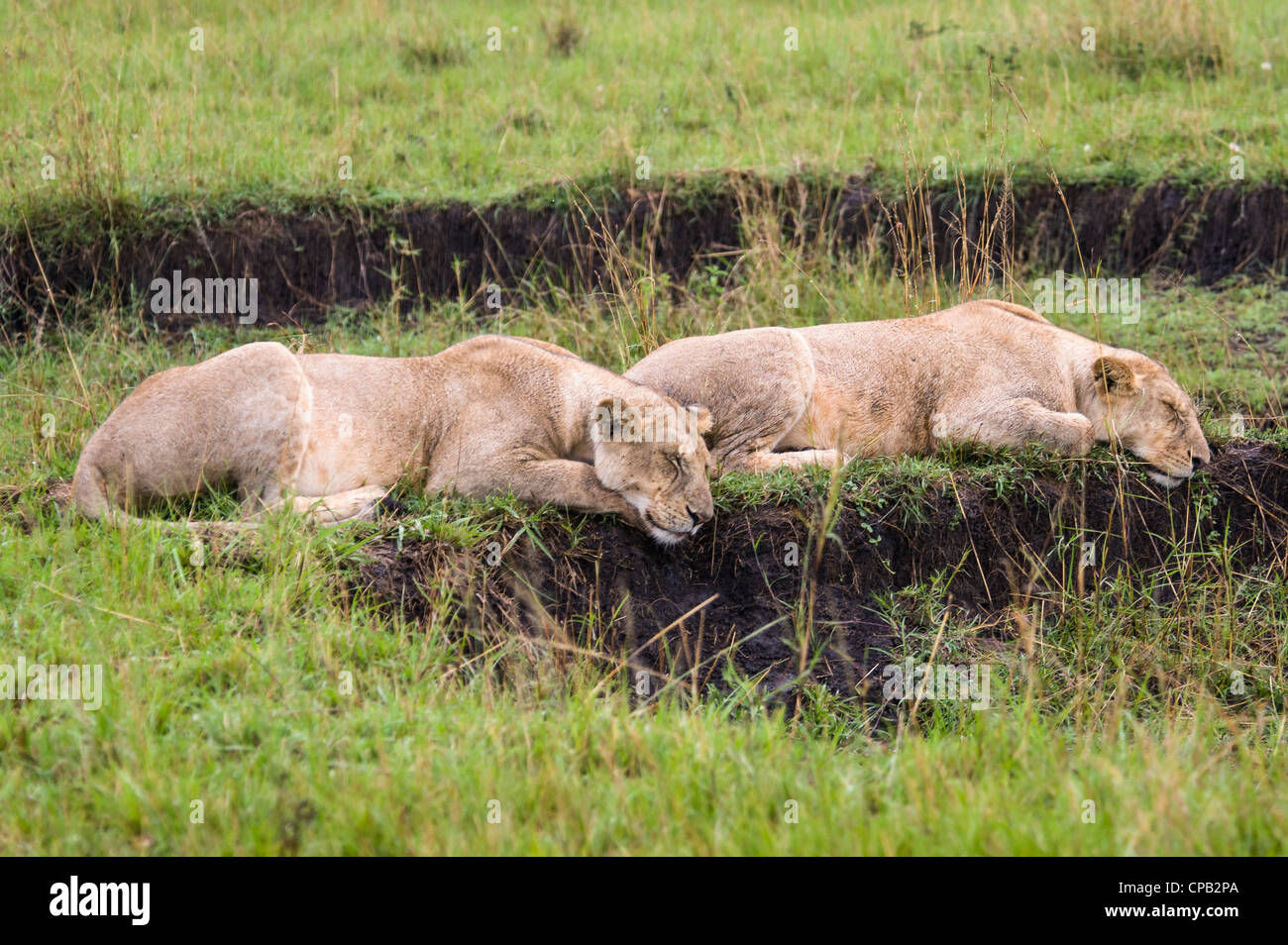 Two lionesses sleeping on the edge of a grassy hole Stock Photo - Alamy