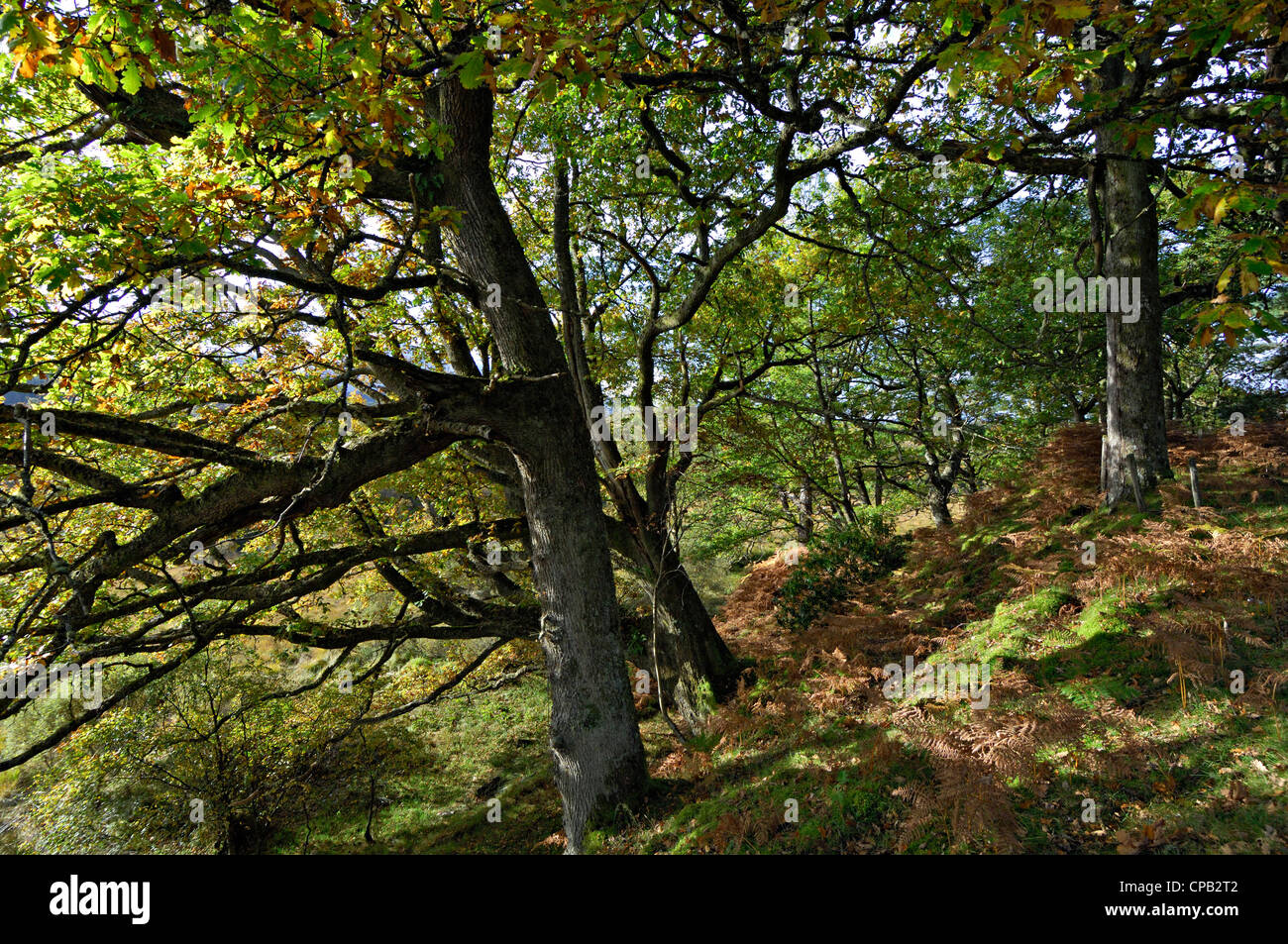 Mature oak trees in early autumn colours, near Spean Bridge, Inverness ...