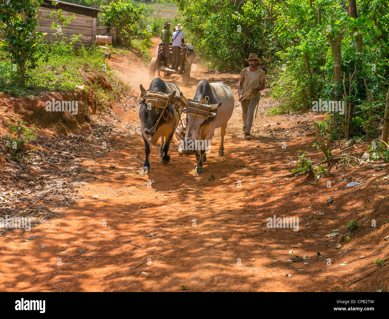 Farming rural ox oxen farming hi-res stock photography and images - Alamy