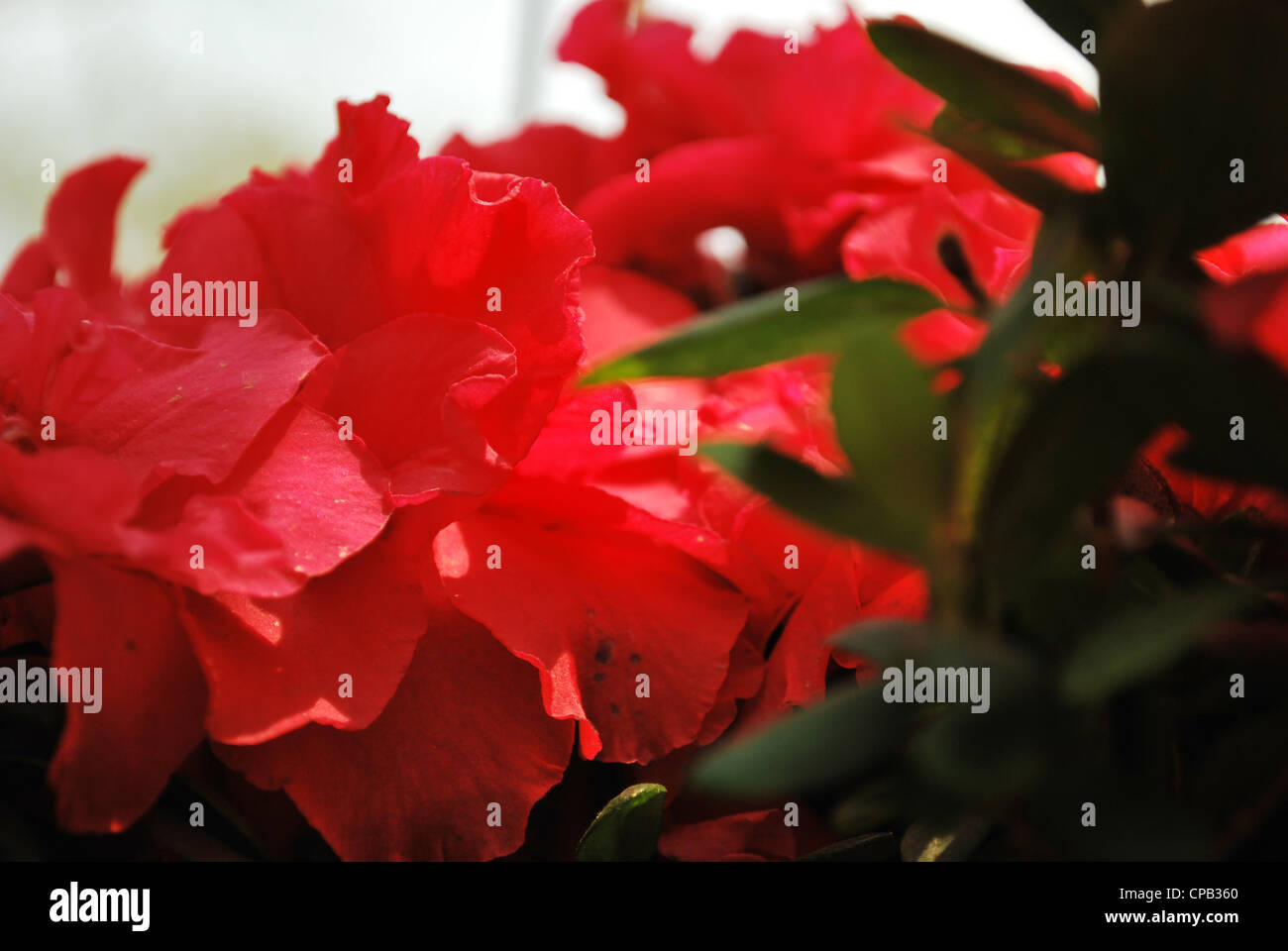 Red flower in Chinese garden Suzhou, China Stock Photo - Alamy