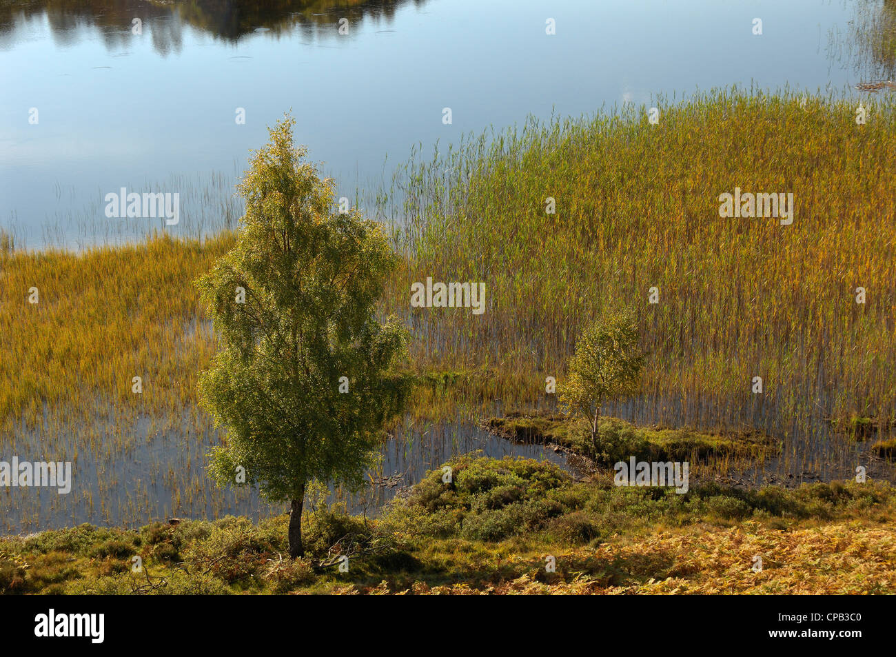 A lone birch tree stands at the edge of a reed-filled pond in Strath ...