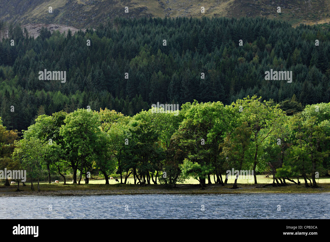 Deciduous and conifer woodland above Loch Lubnaig, Scotland Stock Photo ...