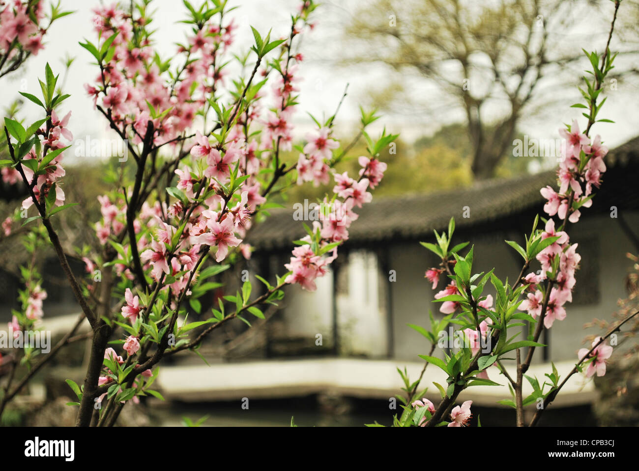 Flowers in Suzhou, China Stock Photo - Alamy
