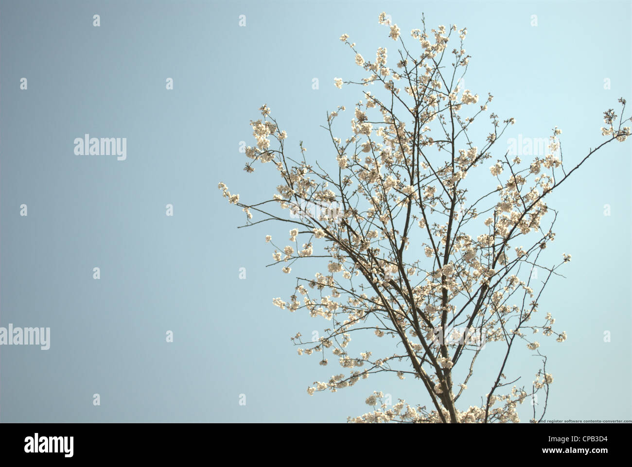 Blossom tree in Shanghai, China Stock Photo - Alamy
