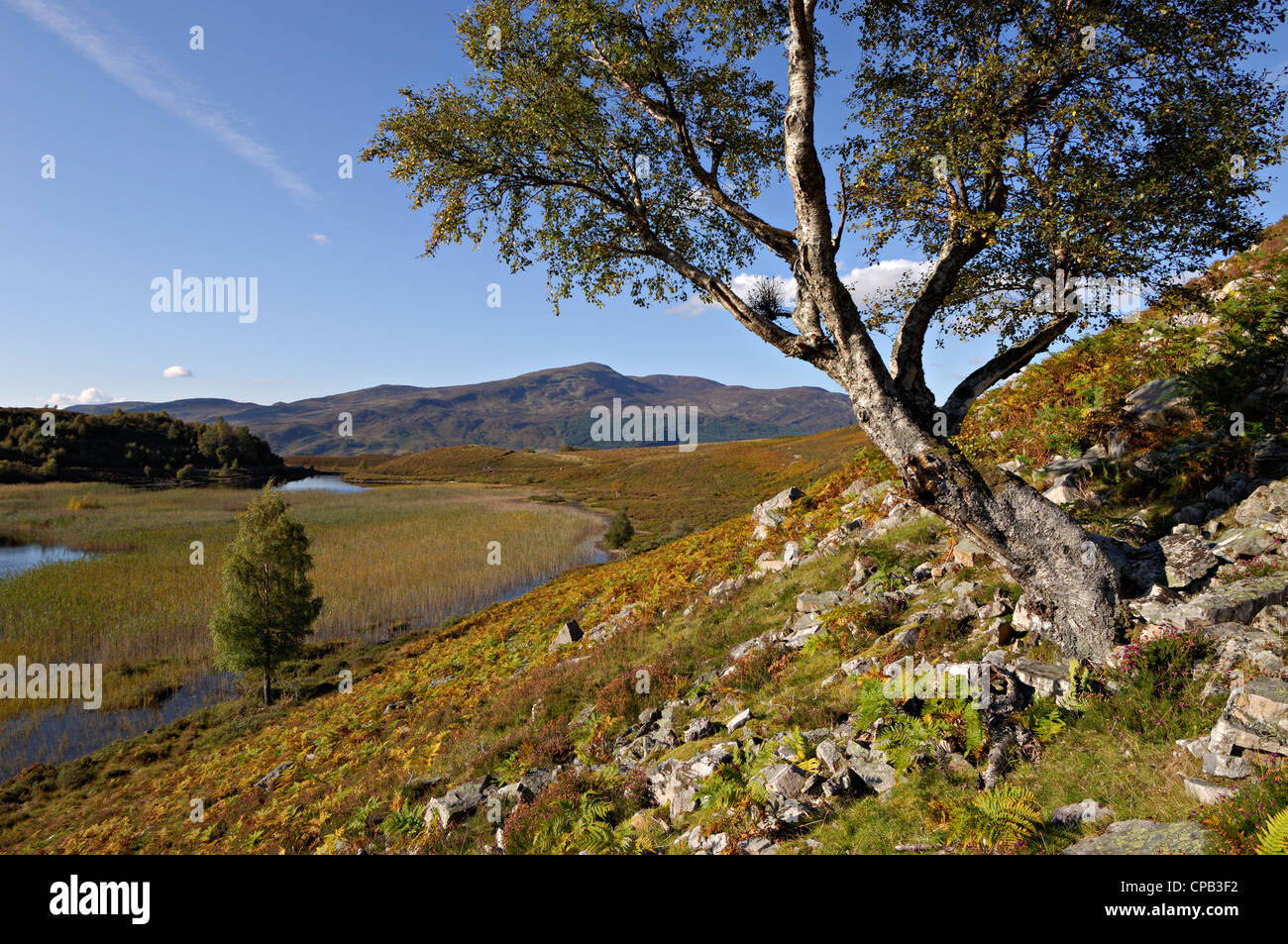 Landscape with birch-trees, reed-filled pond and distant hills in ...