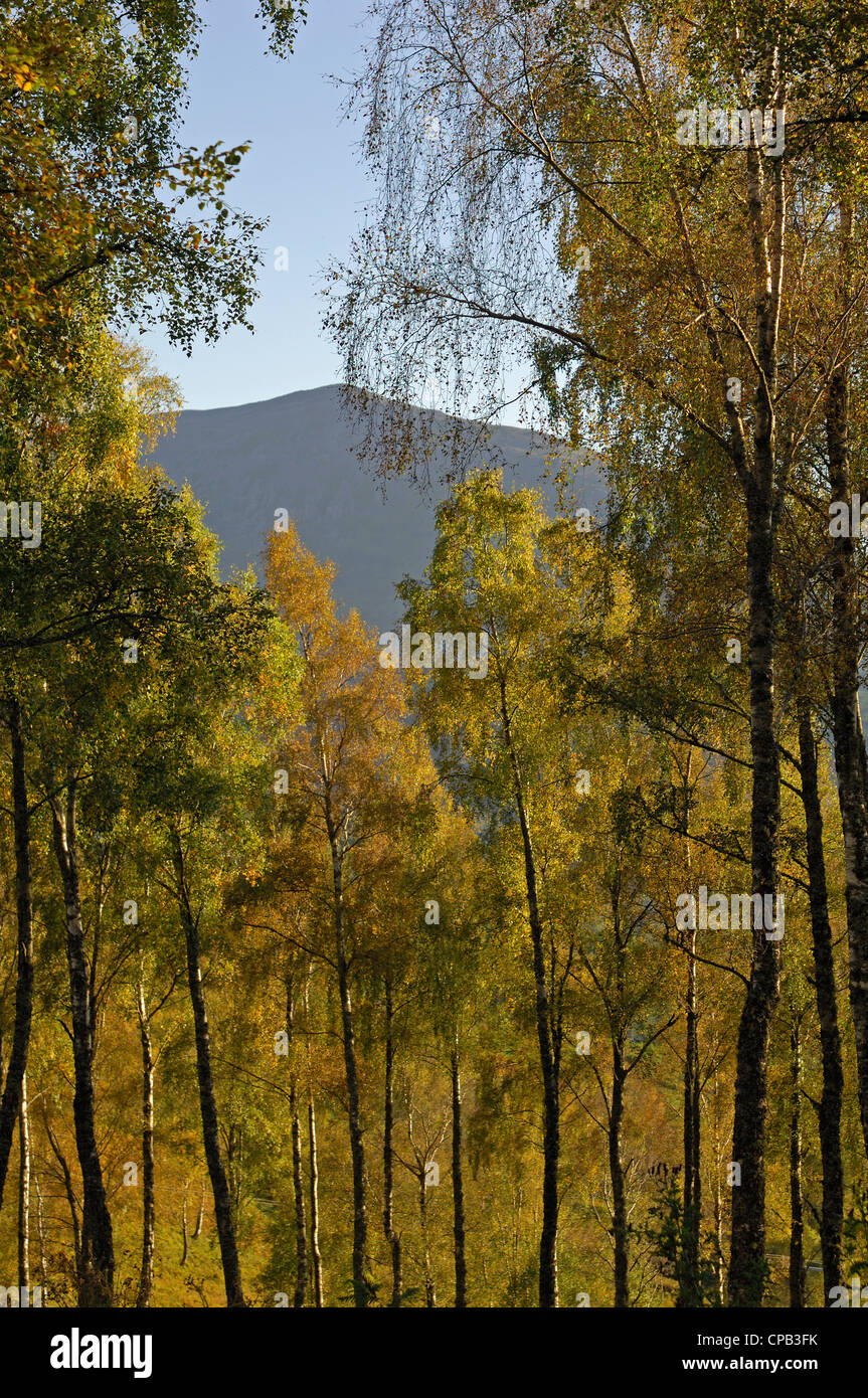 Birch woodland in autumn colours below the mountain ridge of ...