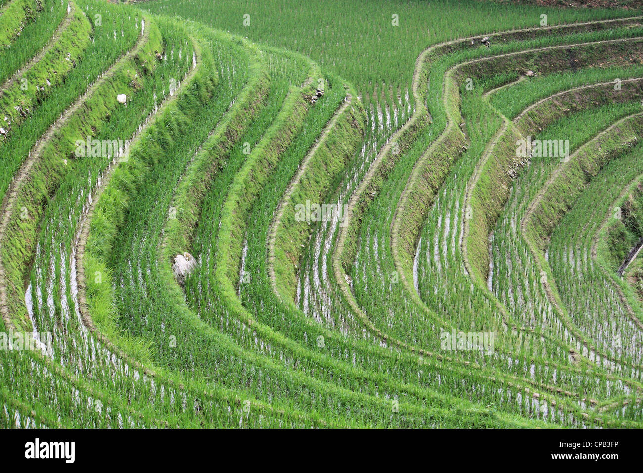 Pingan rice terrace hi-res stock photography and images - Alamy