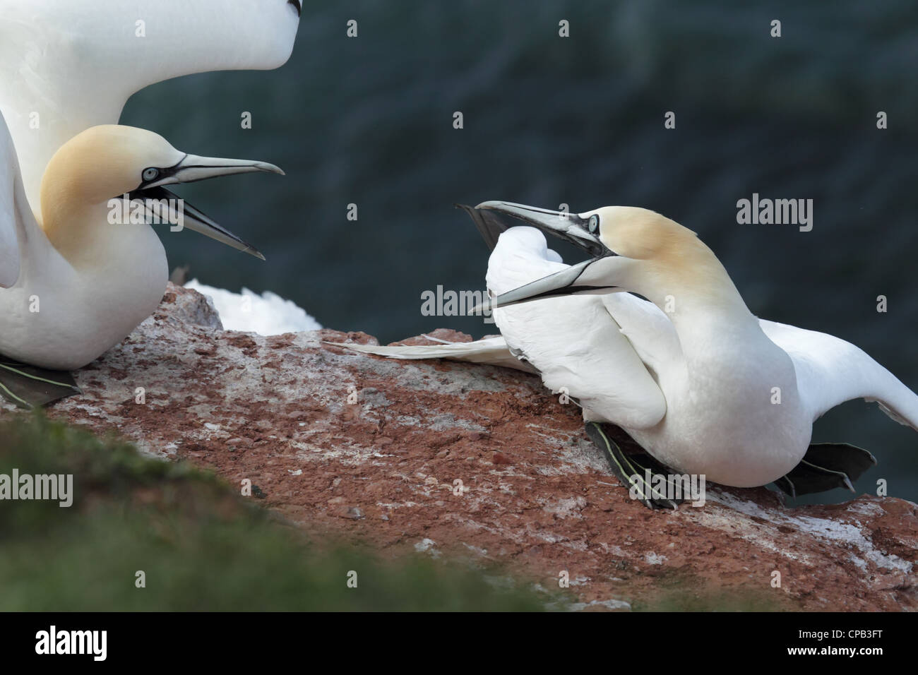 Two gannets fighting hi-res stock photography and images - Alamy